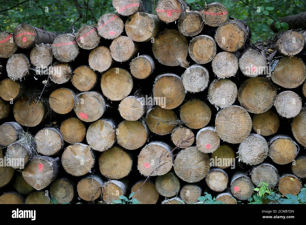 Cut tree trunks in the forest, Kaunas district Stock Photo - Alamy