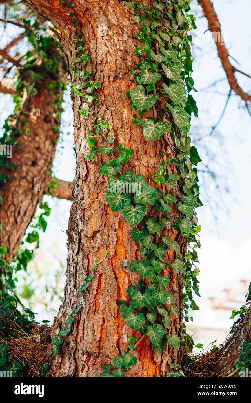 Trunk old tree entwined hi-res stock photography and images - Alamy
