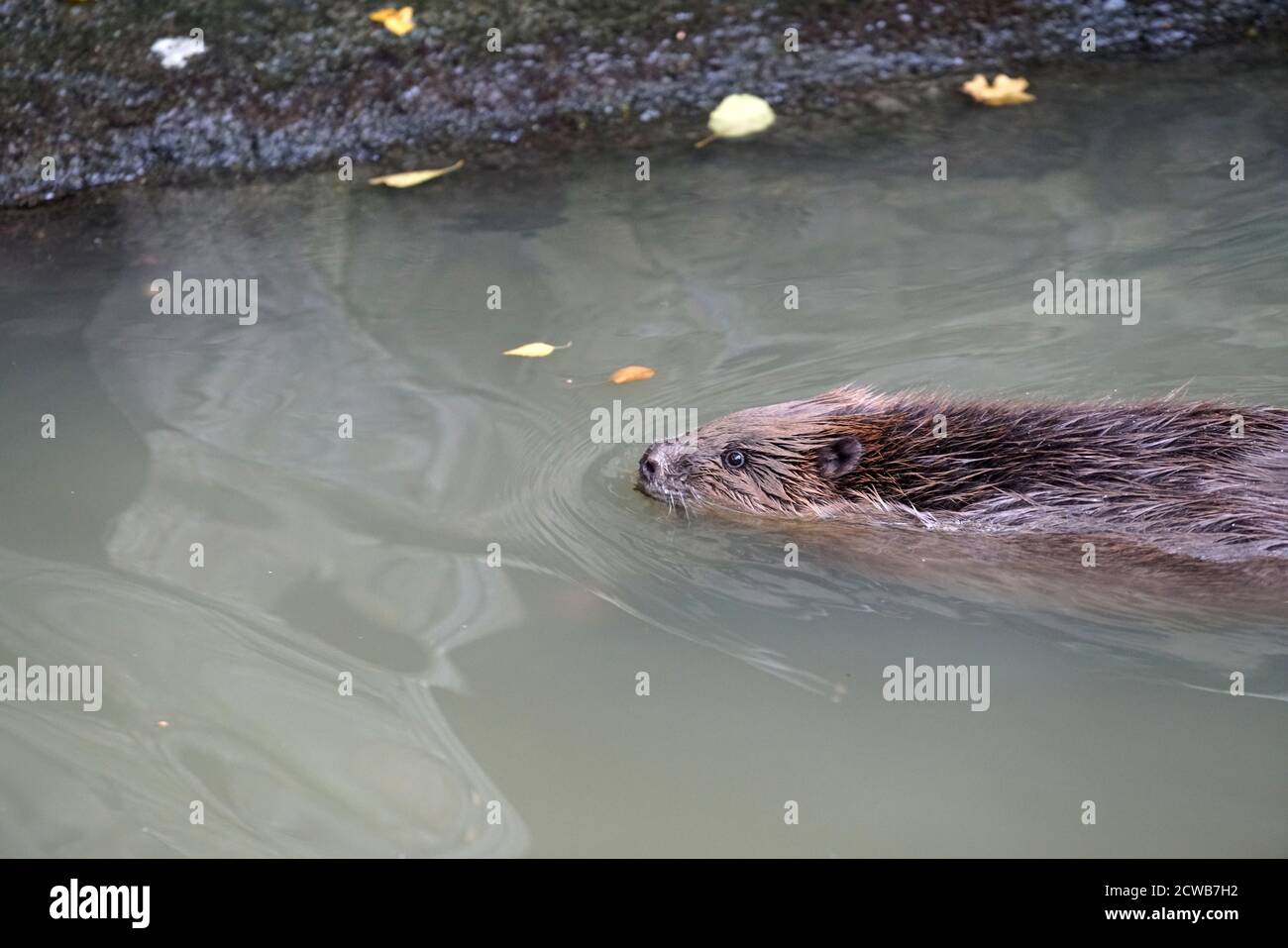 Beaver swimming in zoo hi-res stock photography and images - Alamy