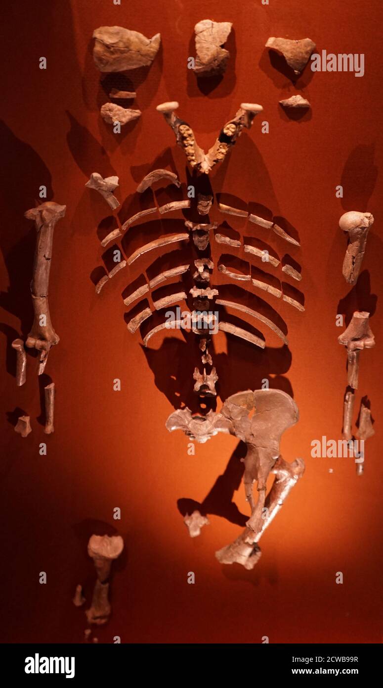 Fossil of an ancient Australopithecus afarensis referred to as Lucy ...