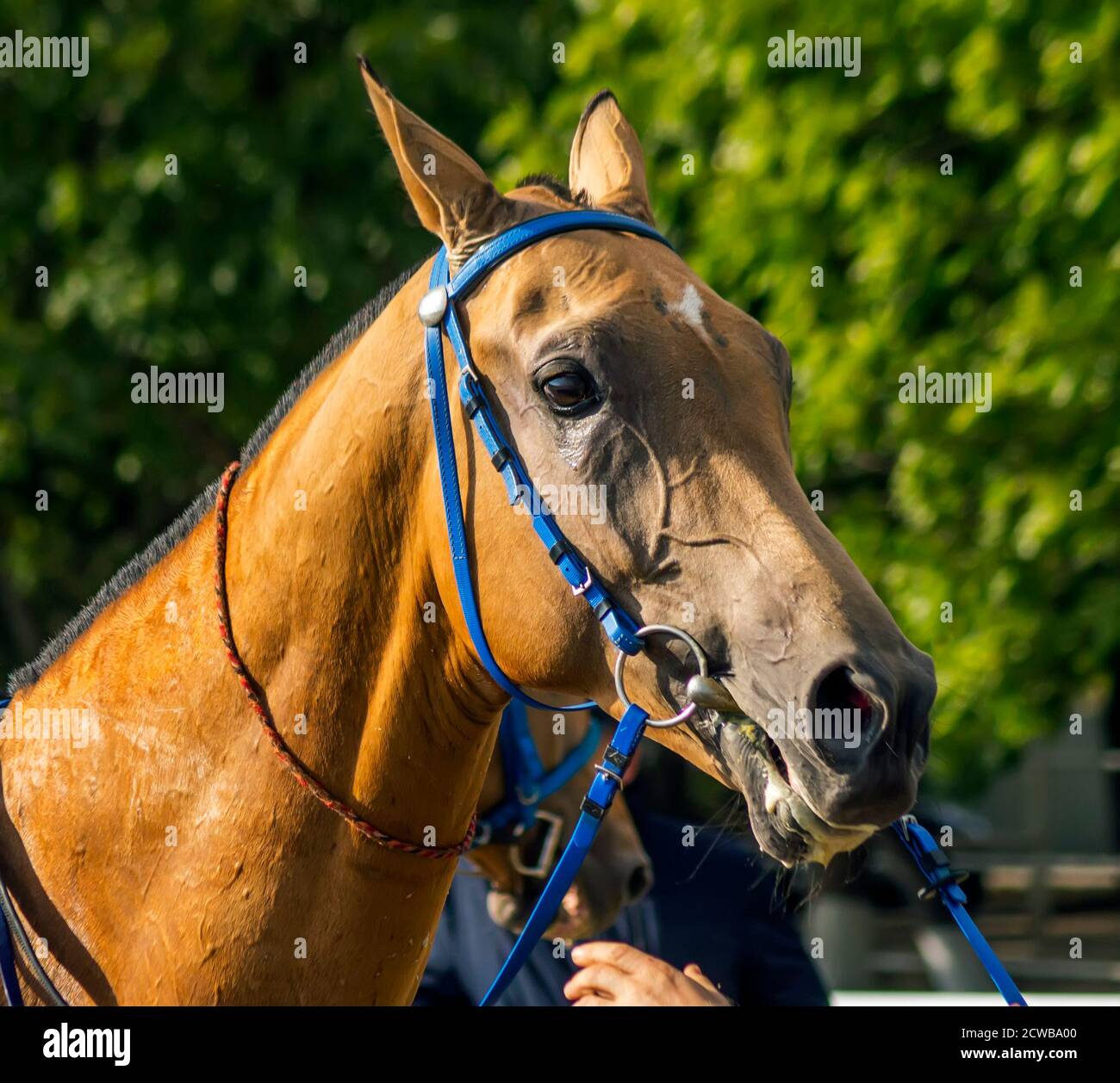 Akhal teke horse with foal hi-res stock photography and images - Alamy