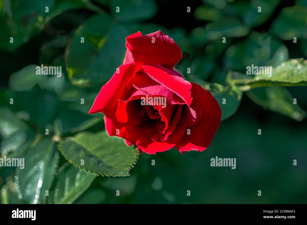 Red rose in the garden Stock Photo - Alamy