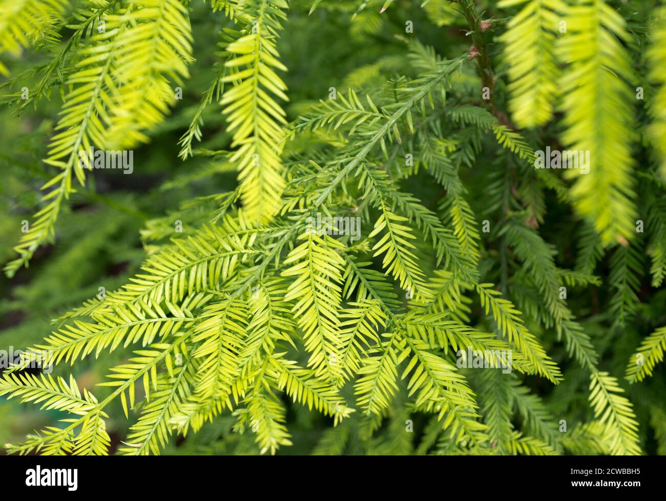 Tree branches Sequoia sempervirens Stock Photo - Alamy