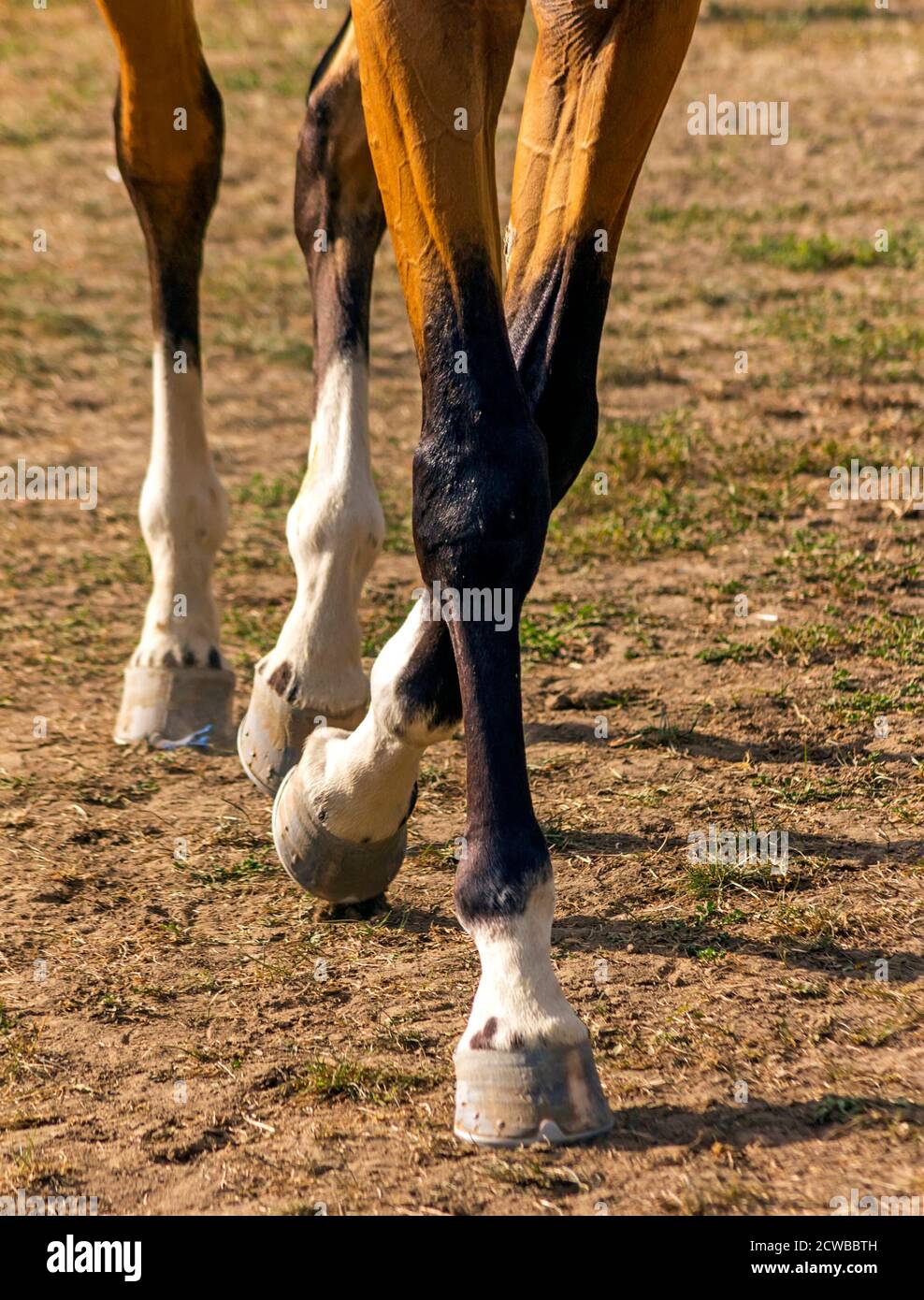 Horse Running at the sandy track Stock Photo - Alamy