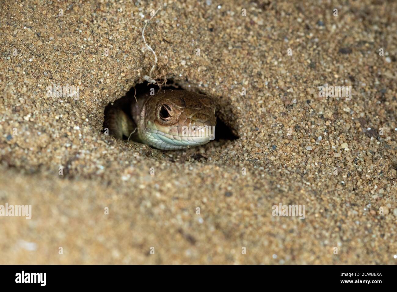 Hiding head in sand hi-res stock photography and images - Alamy