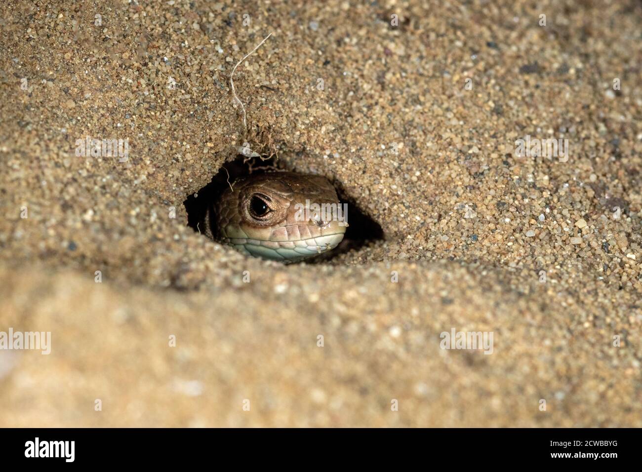 Hiding head in sand hi-res stock photography and images - Alamy