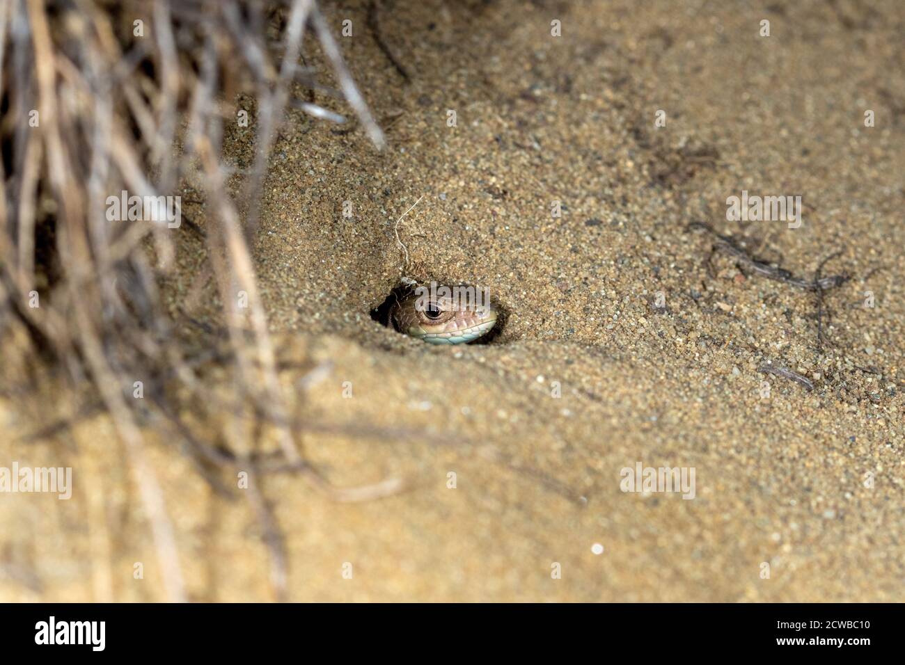Hiding head in sand hi-res stock photography and images - Alamy