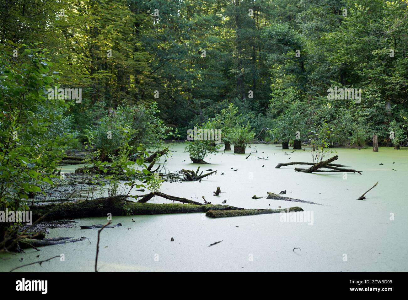 Gloomy swamp with logs in the forest Stock Photo - Alamy