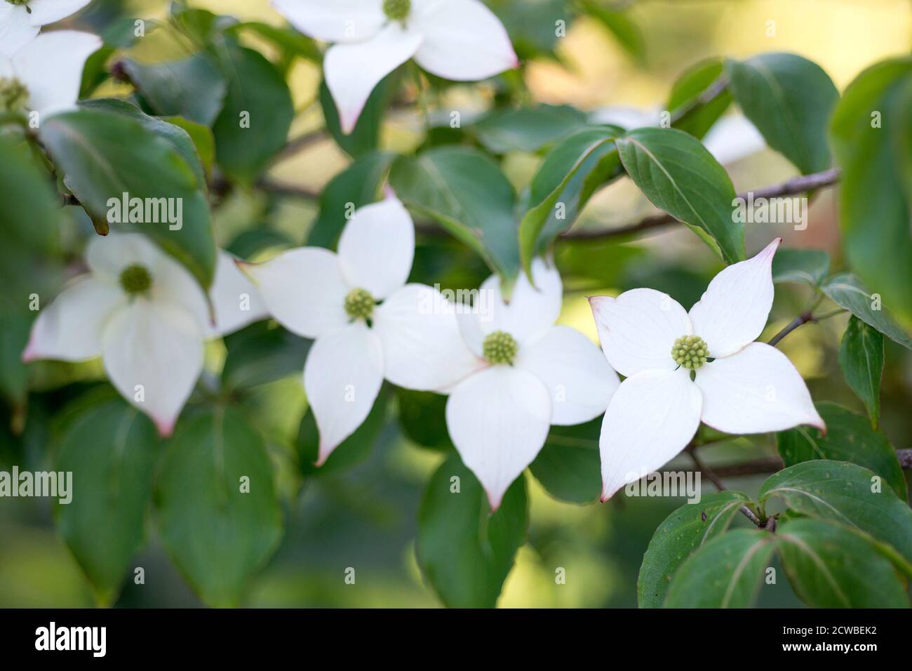 Flowers on the tree Cornus kousa Stock Photo - Alamy
