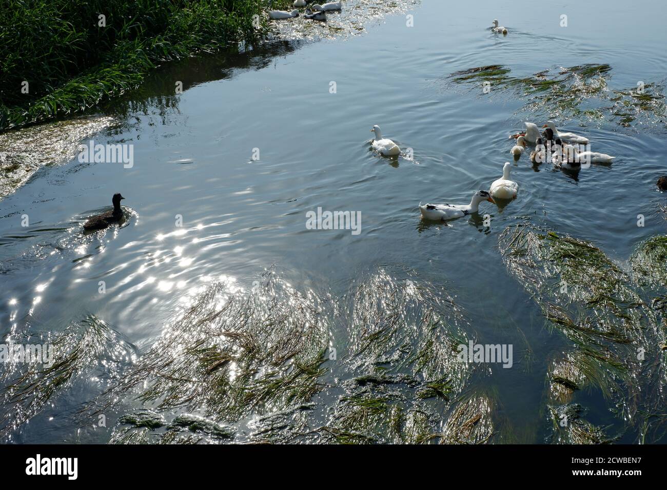 Ducks swimming and eating in partly polluted water Stock Photo - Alamy