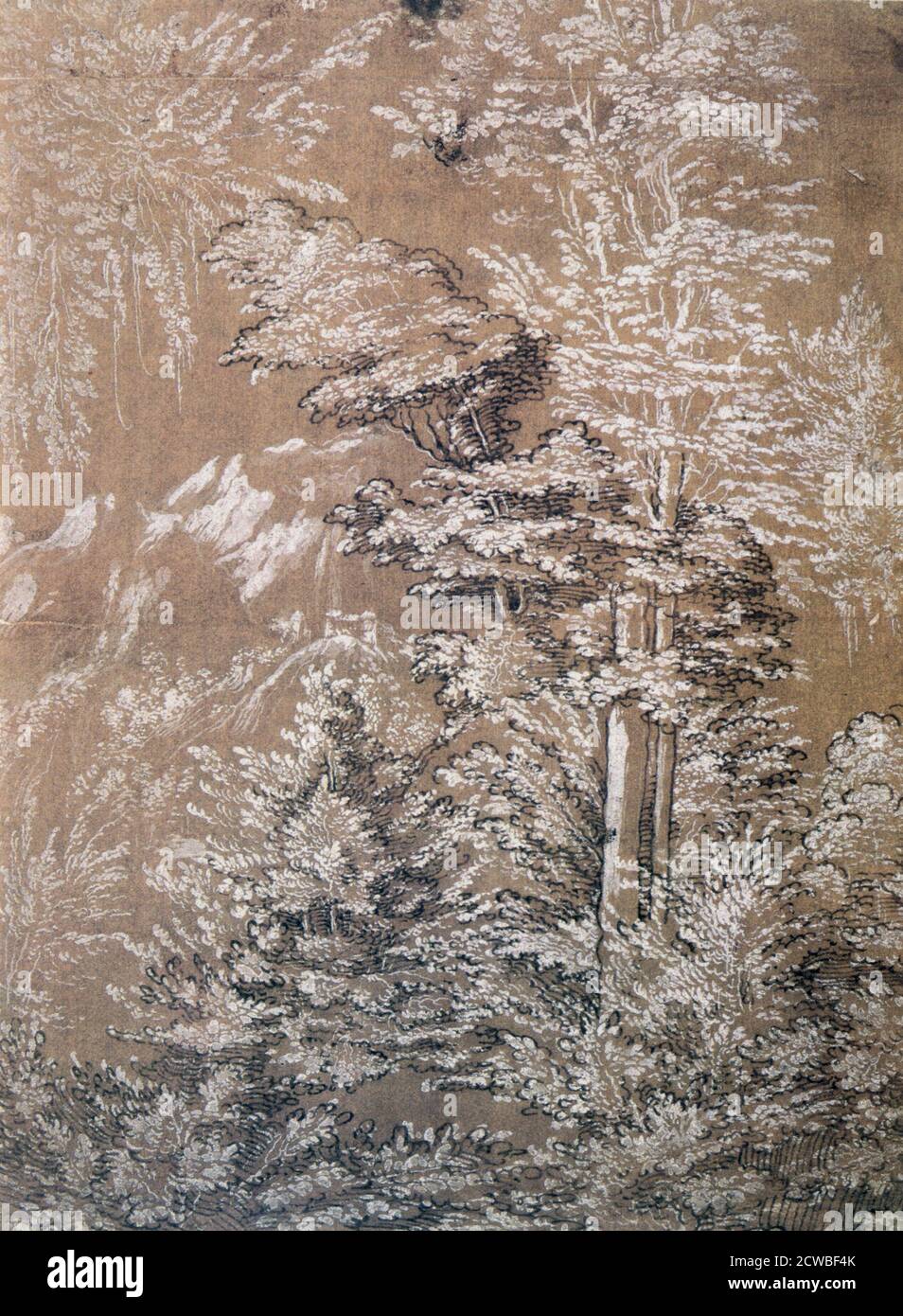 Tree Study', 1519 Artist: Wolf Huber. Wolf Huber was an Austrian ...