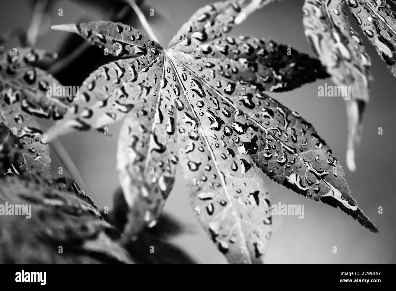 Acer red Black and White Stock Photos & Images - Alamy