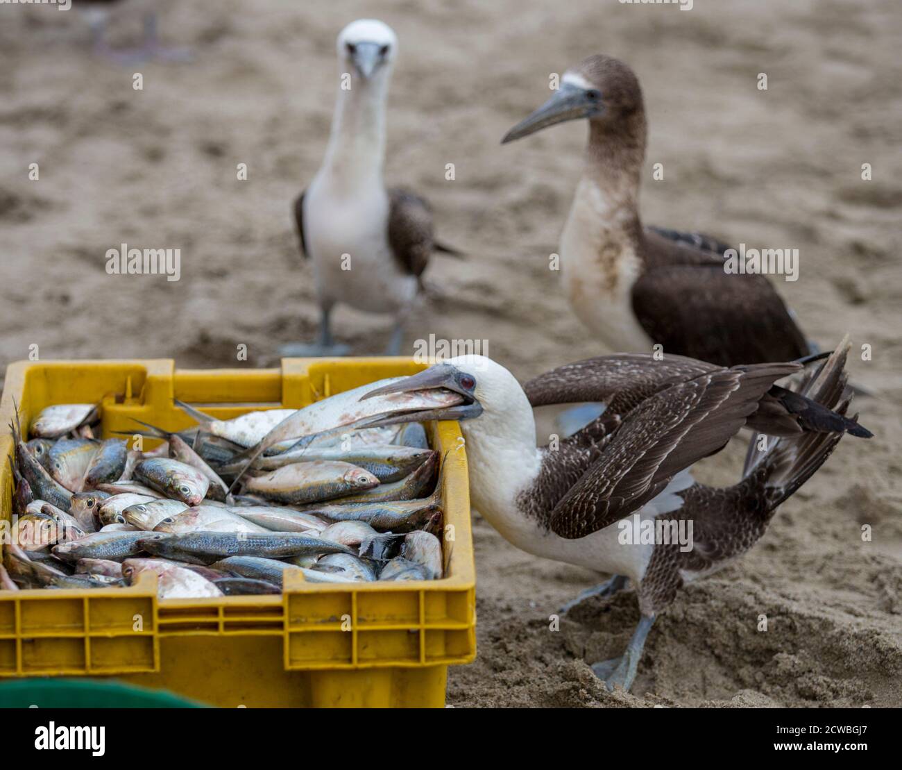 Blue footed booby stealing fish from fishermen Stock Photo - Alamy
