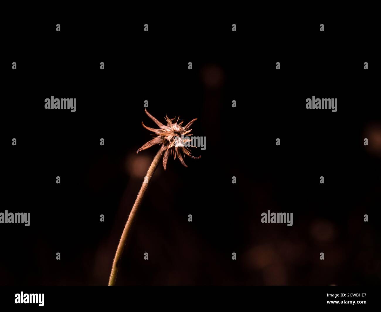 Taraxacum officinals dandelion hi-res stock photography and images - Alamy
