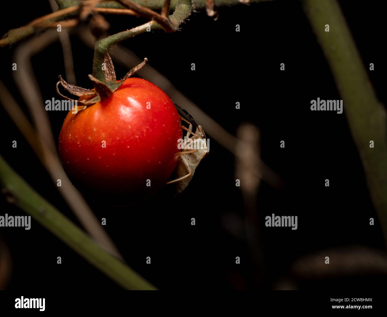 Insect on tomato close up Stock Photo - Alamy