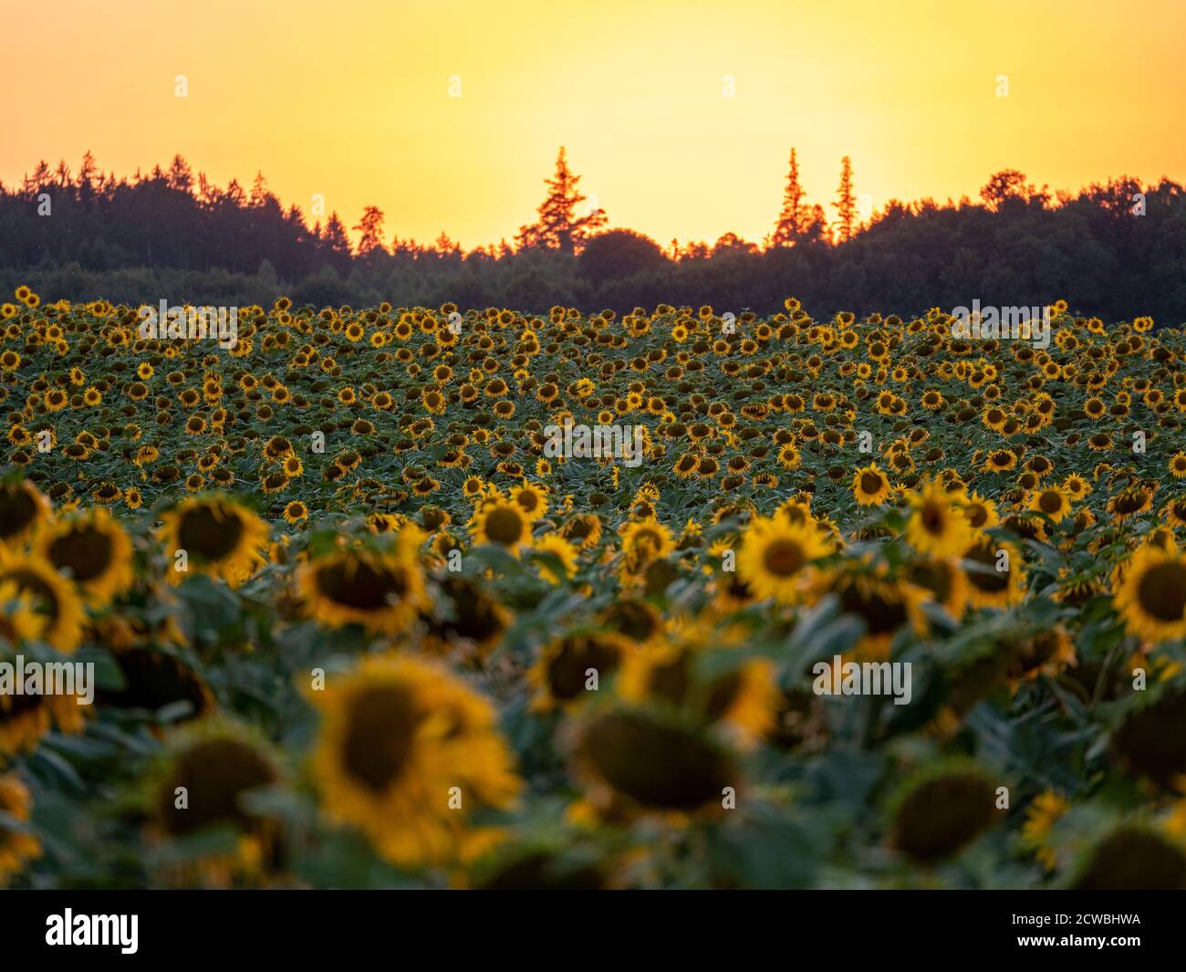 Rural landscape of field of blooming golden sunflowers while sunset ...