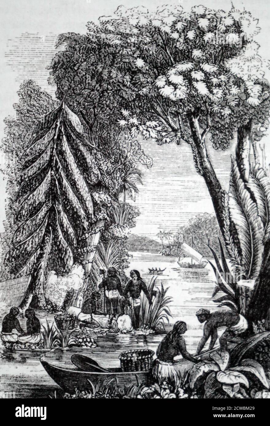 Gutta Percha Tree High Resolution Stock Photography and Images - Alamy