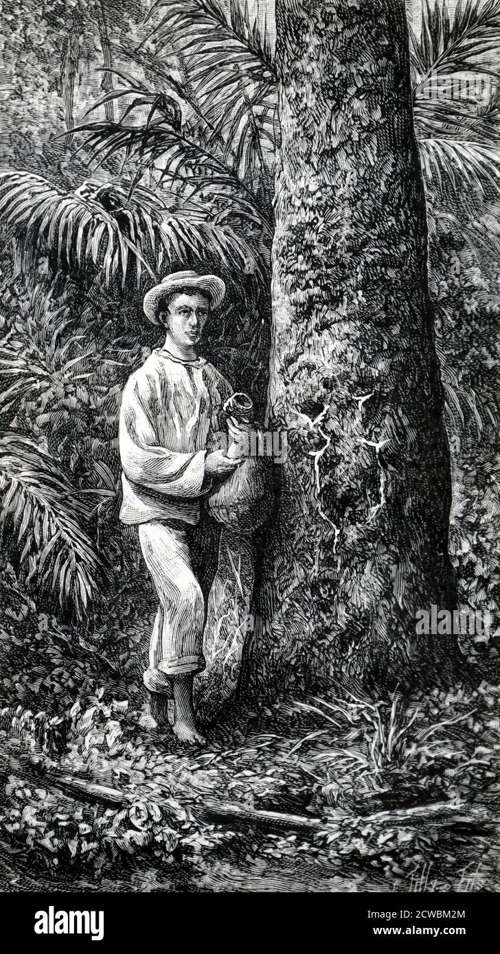 Engraving depicting the collection of latex from a rubber tree (Hevea ...