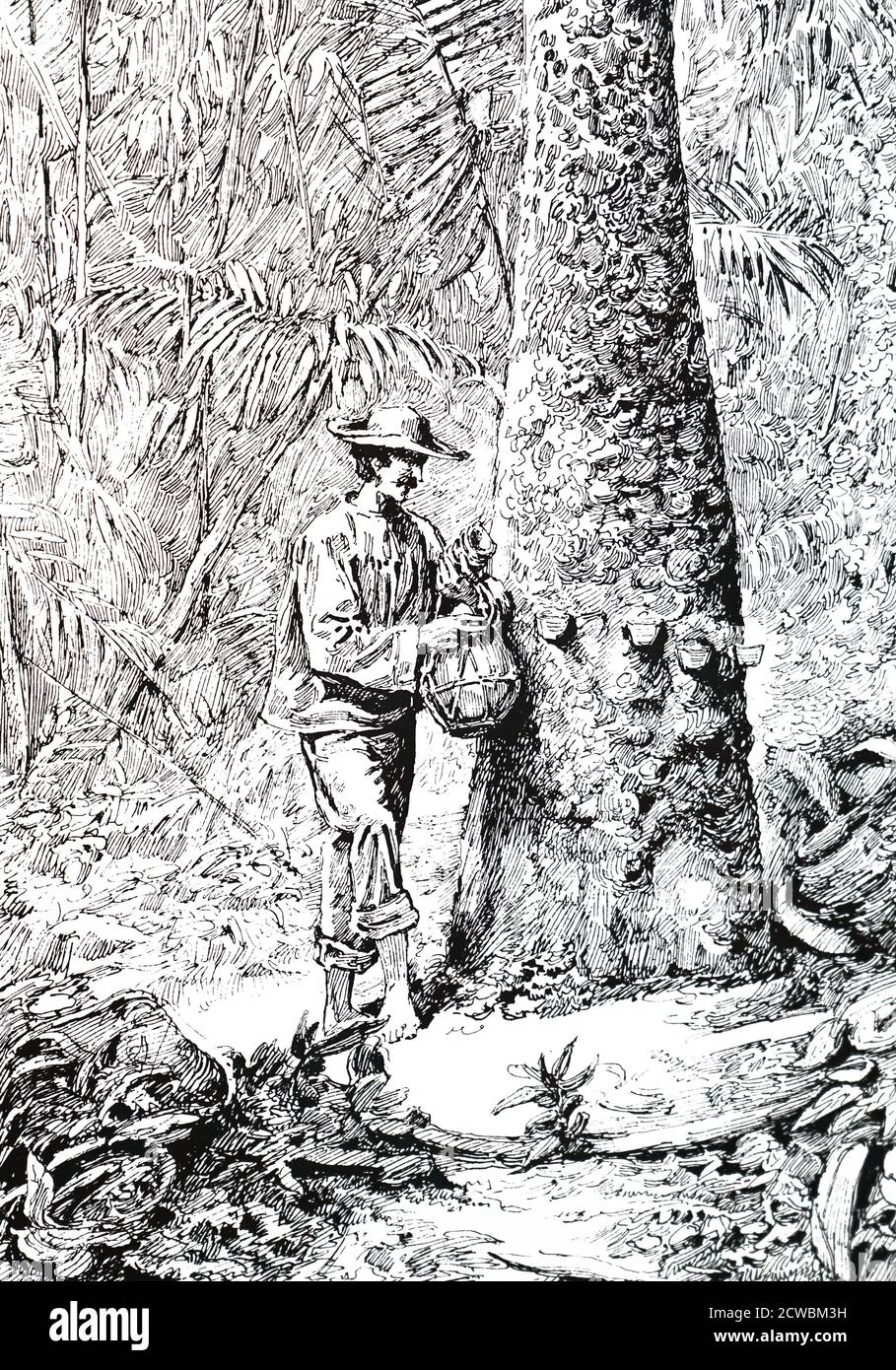 Engraving depicting the tapping of a rubber tree (Hevea Brasiliensis ...