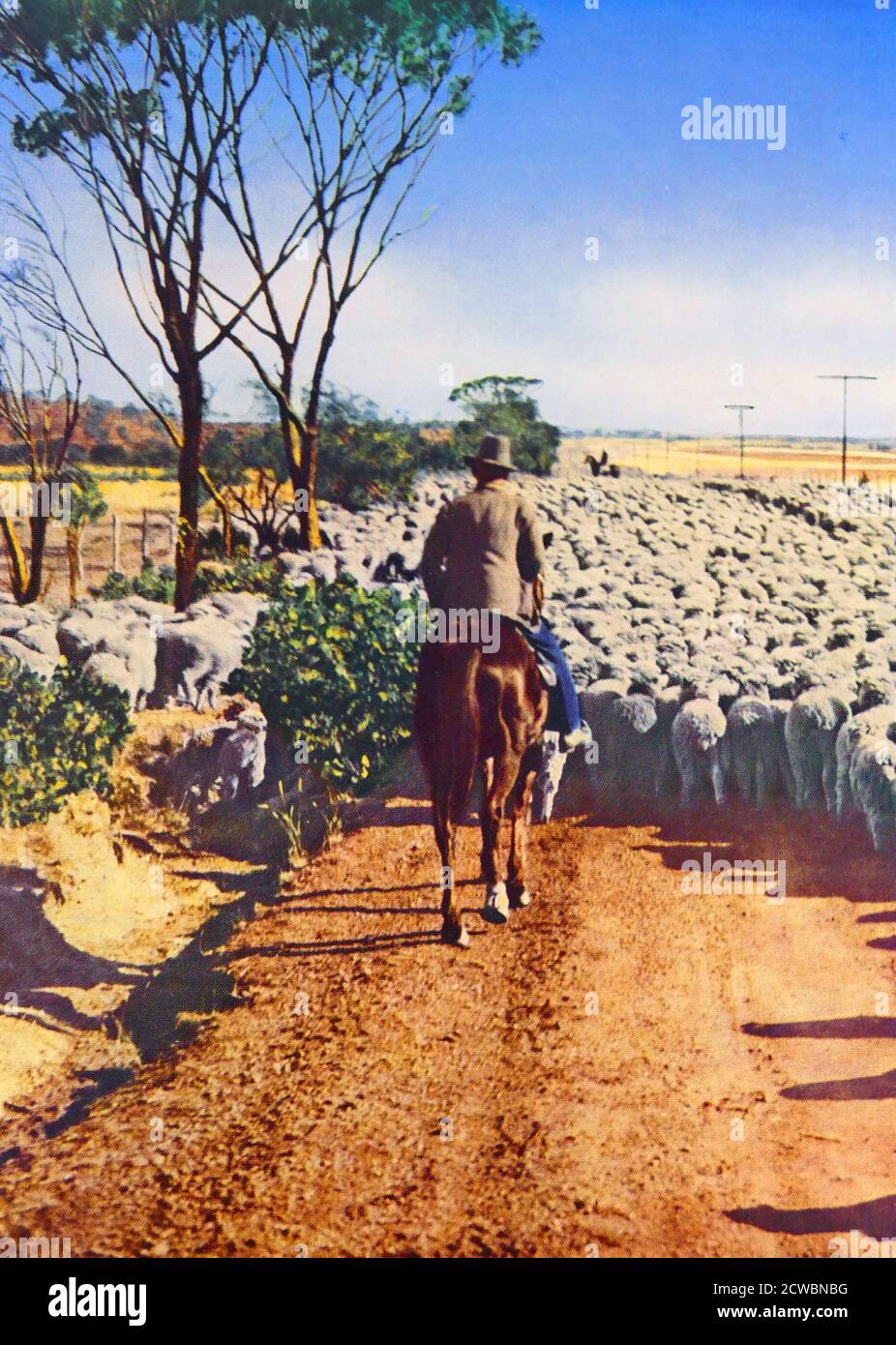 Sheep farming in Western Australia, 1954 Stock Photo - Alamy