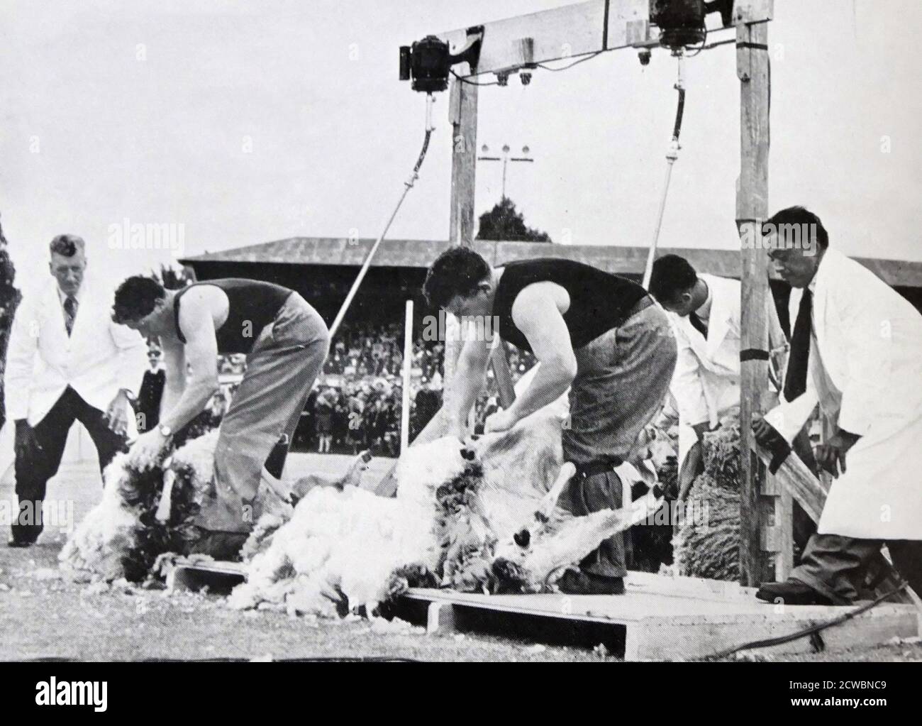 Sheep Shearing contest in New Zealand in 1954 Stock Photo - Alamy