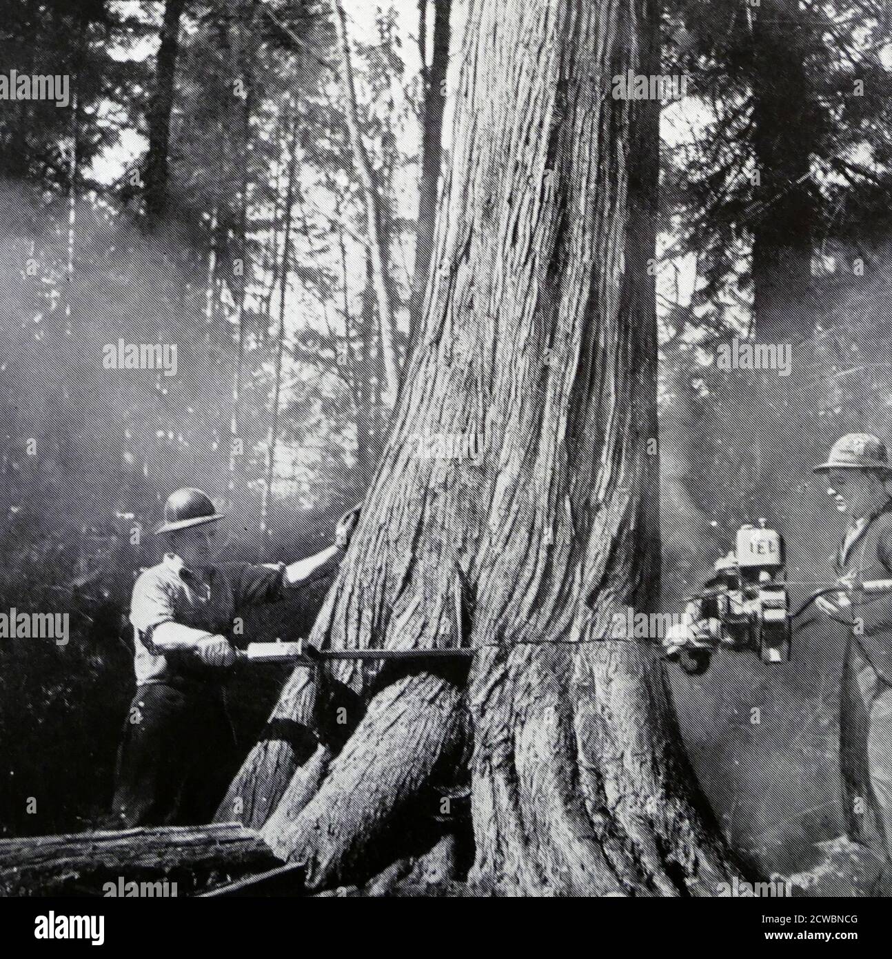 Tree logging in Newfoundland, Canada 1950 Stock Photo - Alamy
