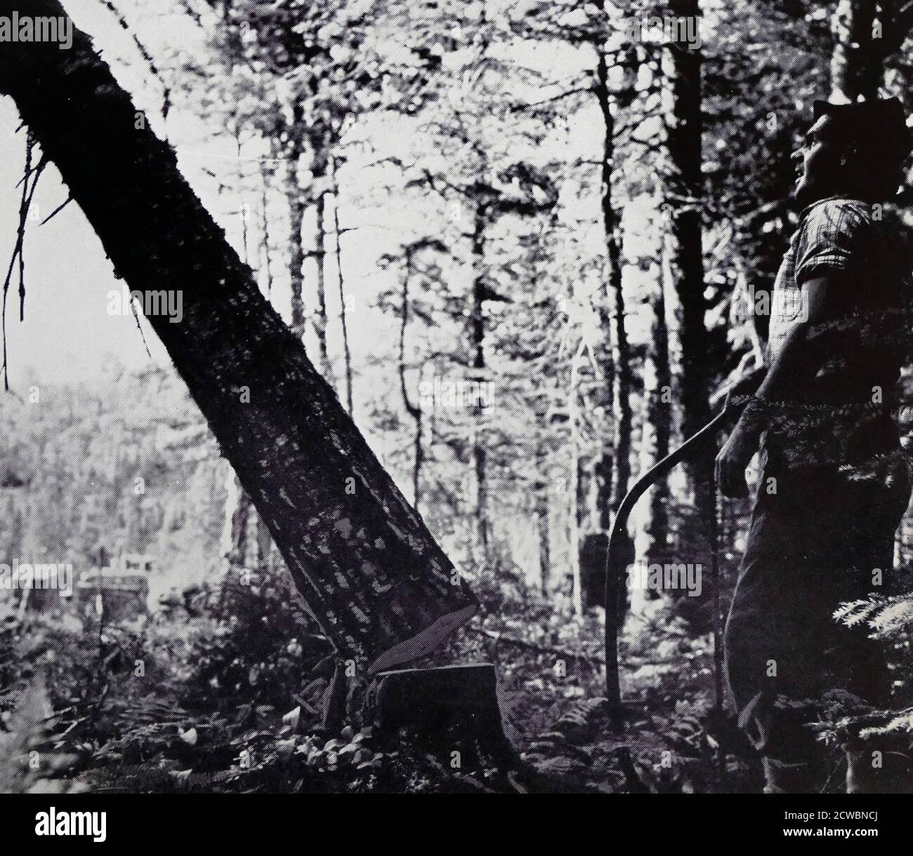 Tree logging in Newfoundland, Canada 1950 Stock Photo - Alamy