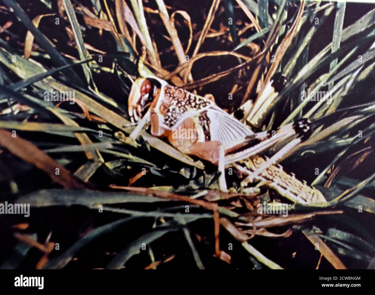 Locusts are a collection of certain species of short-horned ...