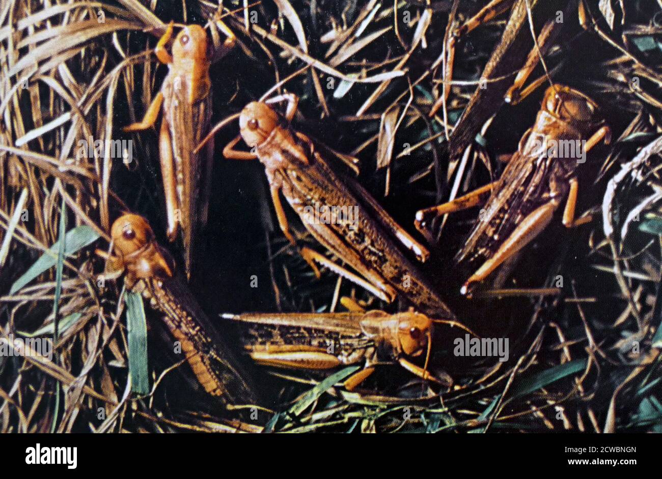 Swarm Of Grasshoppers