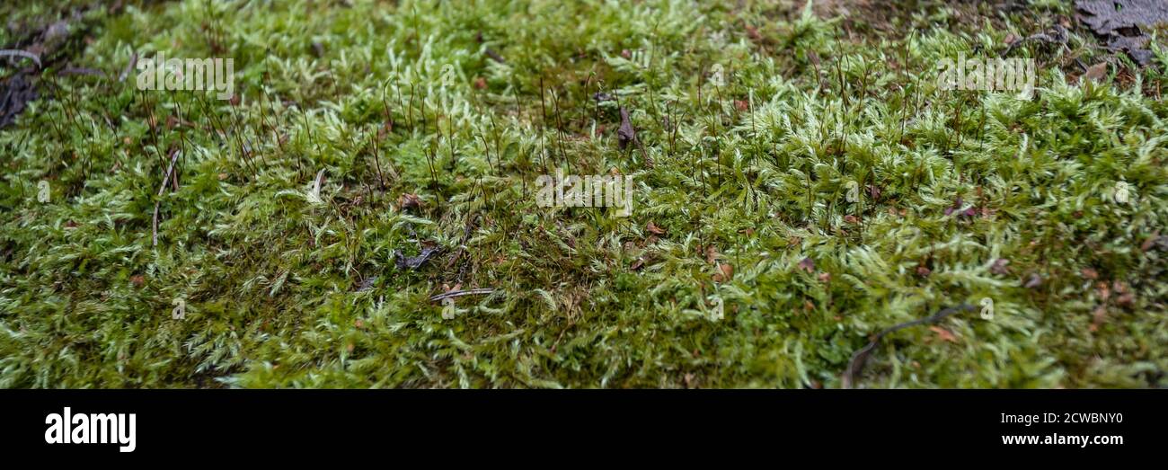 Wooden grunge mossy plank board wall disruption background texture ...
