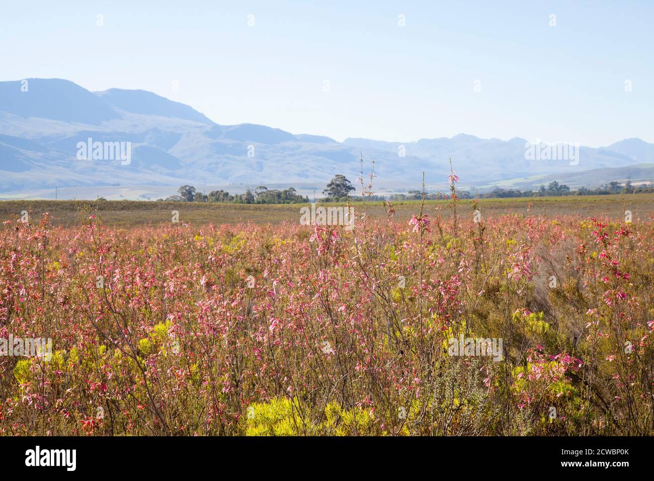 Erica species hi-res stock photography and images - Alamy
