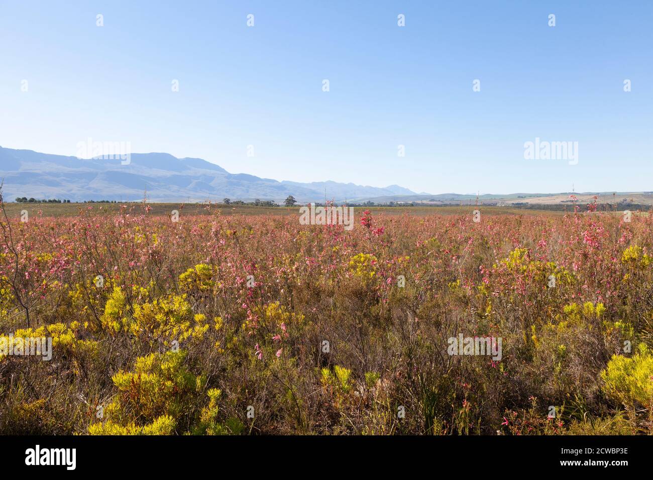 Erica species hi-res stock photography and images - Alamy