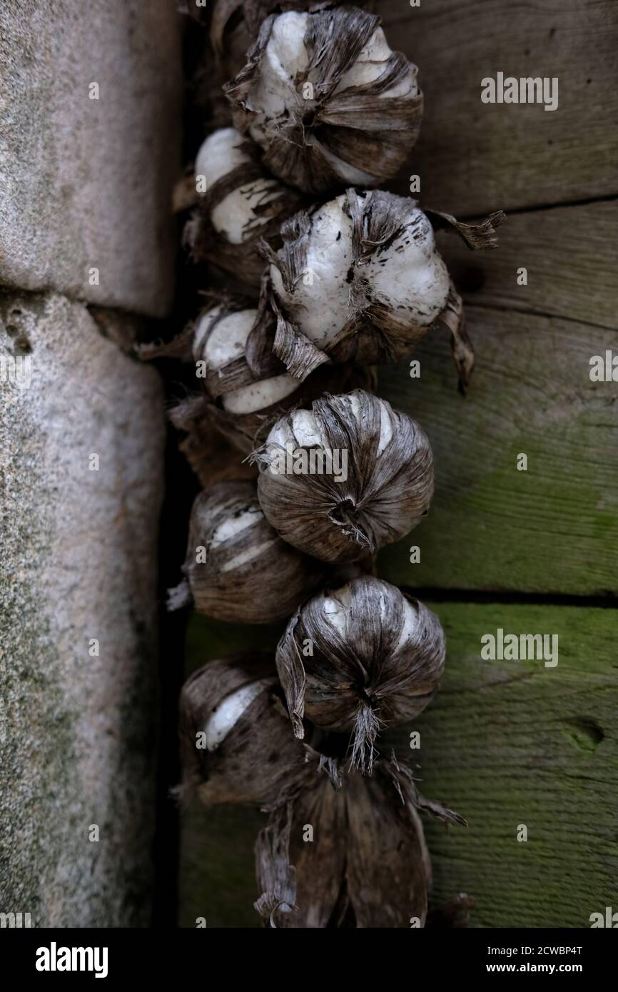 Vertical closeup focus shot of hanging garlic string Stock Photo - Alamy