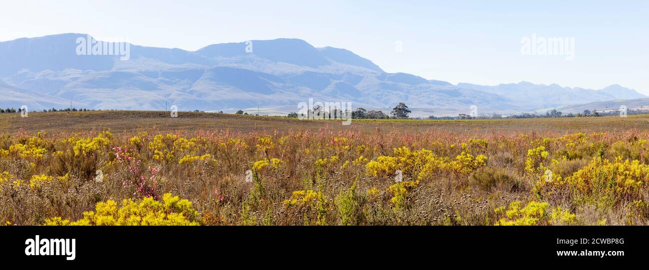Erica species hi-res stock photography and images - Alamy