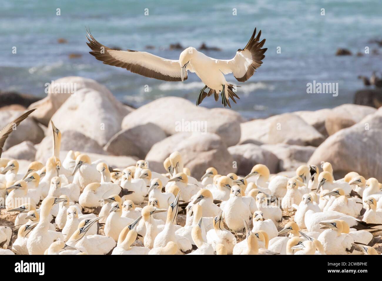 Endangered Cape Gannet (Morus capensis) coming in to land at the ...
