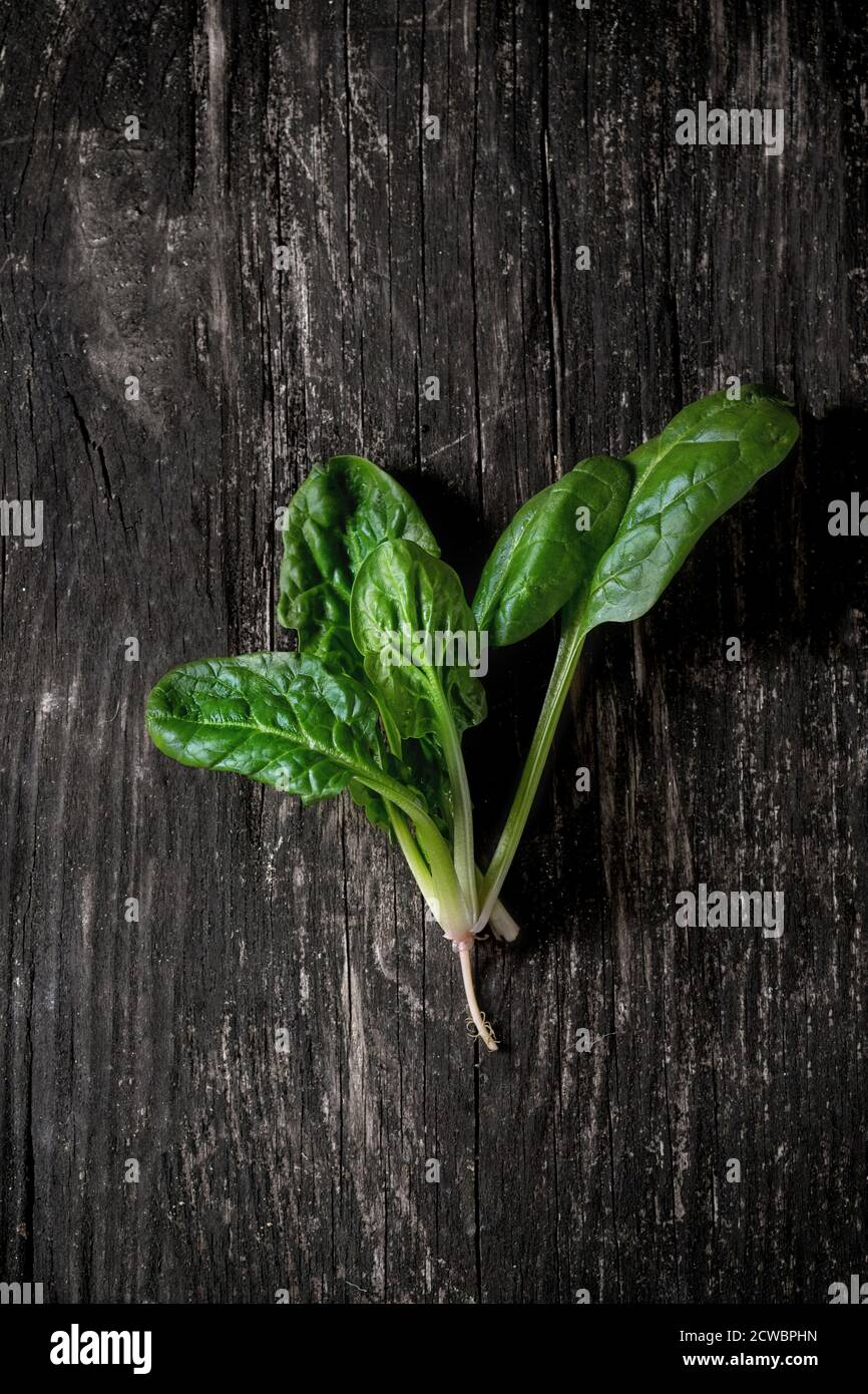 Fresh spinach with roots over old wooden surface. Dark rustic style ...