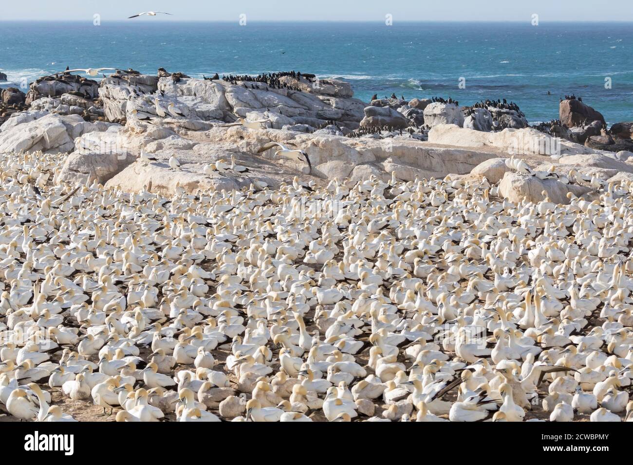 Cape Gannet (Morus capensis) breeding colony at Bird Island, Lamberts ...