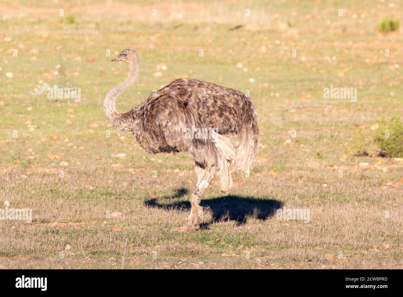 Common Ostrich (Struthio camelus) female in arid savanna grassland in ...