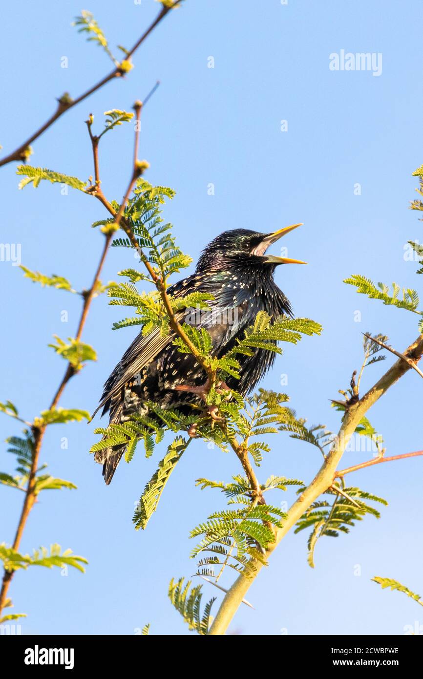 Singing starling sturnus vulgaris hi-res stock photography and images ...
