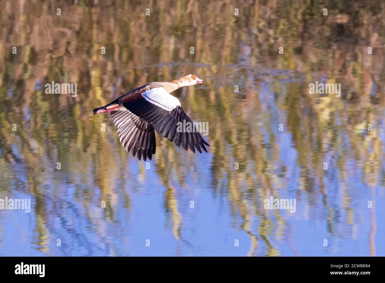 Egyptian Goose (Alopochen aegyptiaca) flying along the Breede River ...