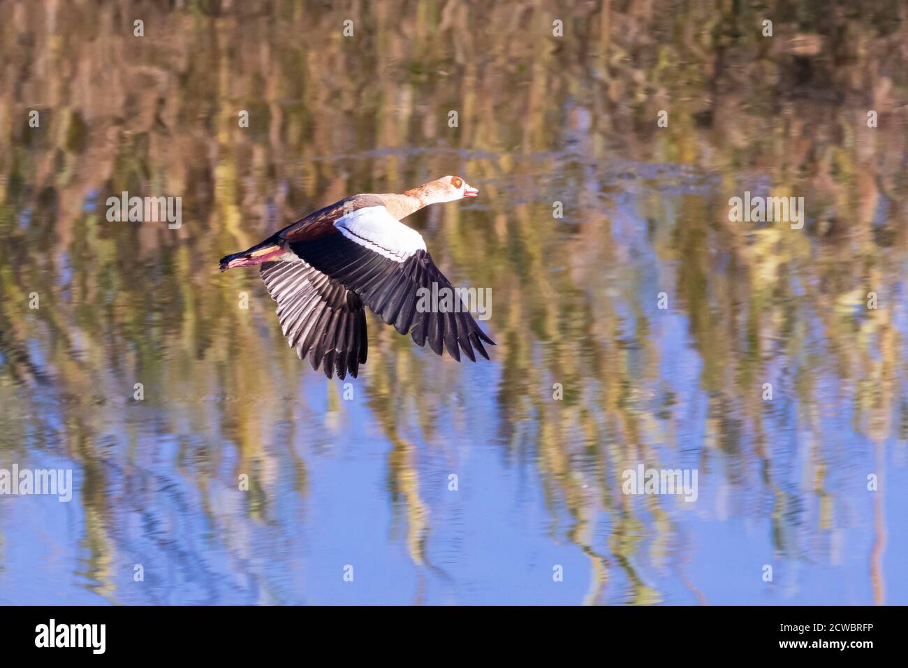South african geese hi-res stock photography and images - Alamy