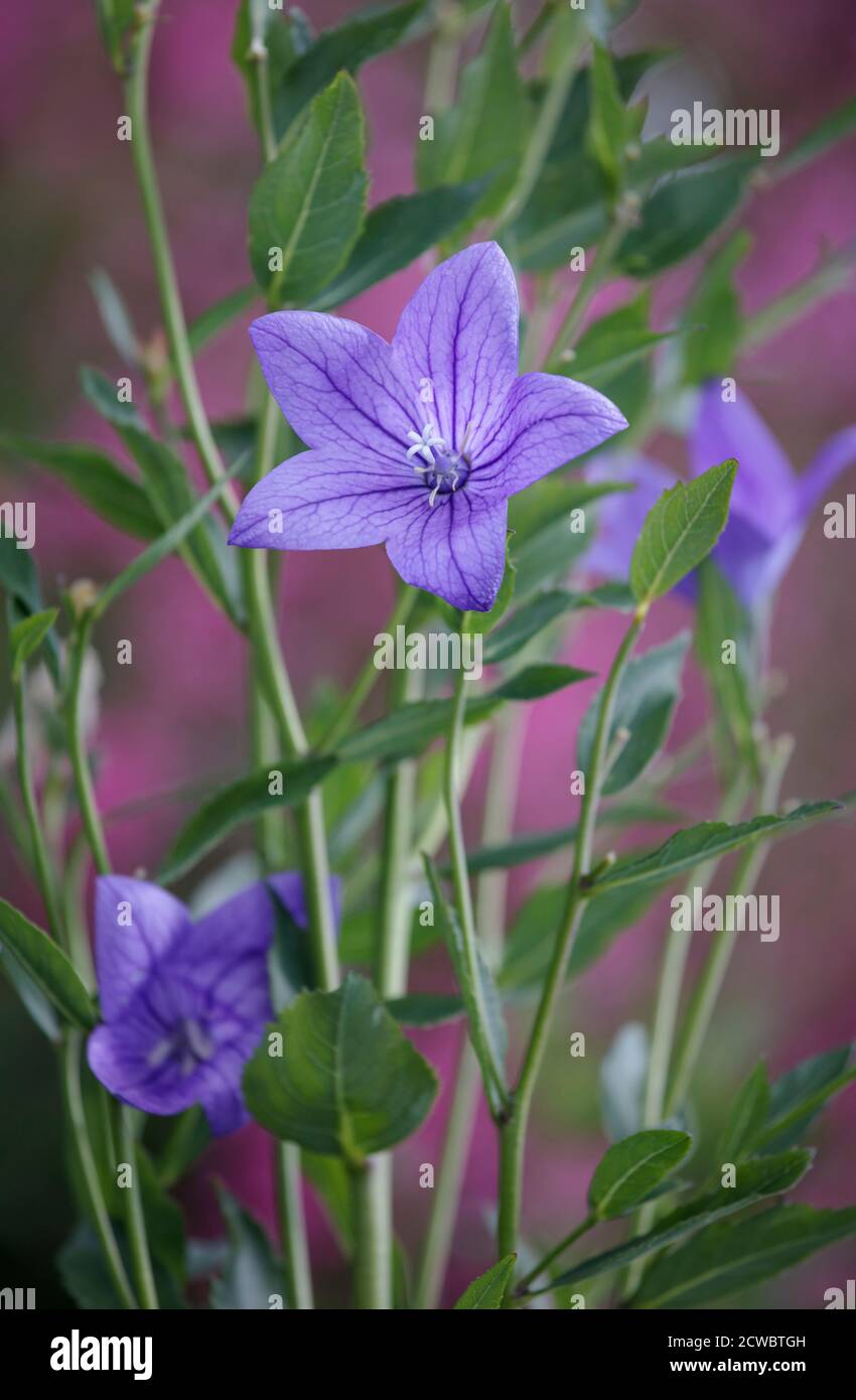 Balloon flower Platycodon Grandiflorus Stock Photo - Alamy