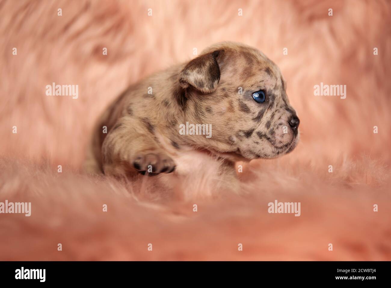 side view of adorable little american bully looking to side and walking ...