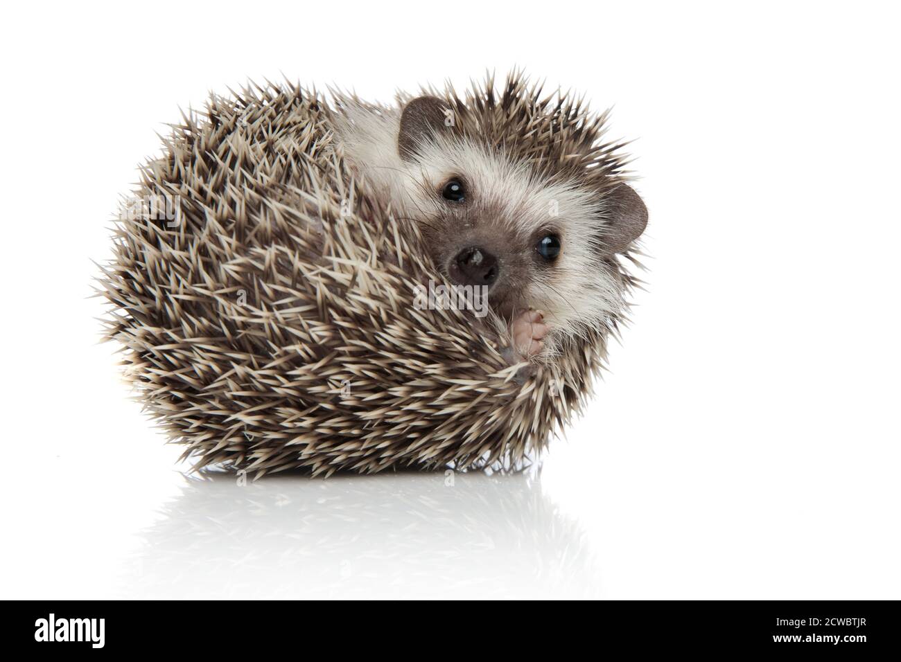 Spiky Animals High Resolution Stock Photography and Images - Alamy