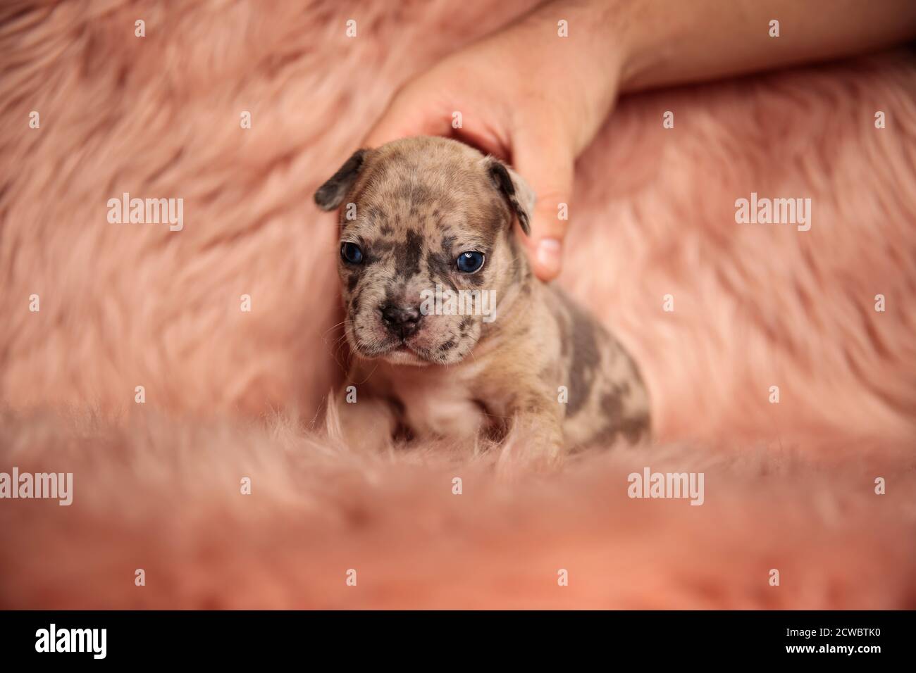 human holding cute american bully on pink fur background Stock Photo ...