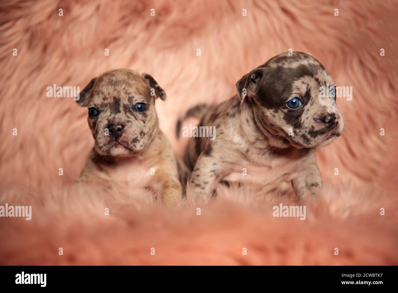 couple of two cute american bully sitting on pink fur background and ...