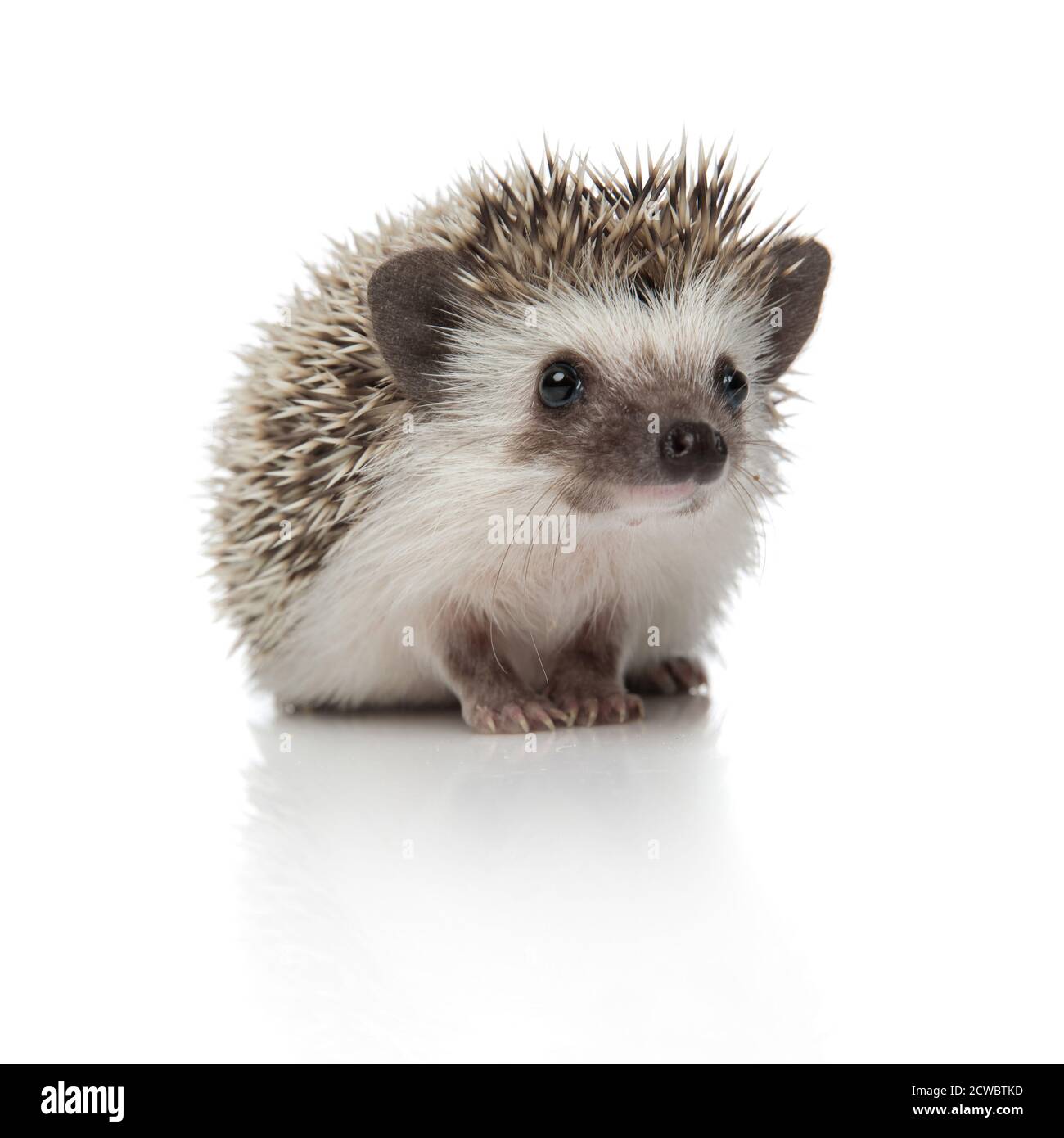 Spiky Animals High Resolution Stock Photography and Images - Alamy