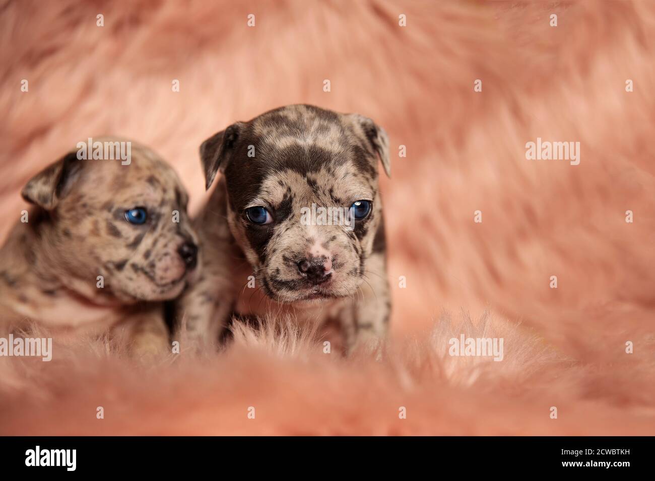 group of two adorable american bully looking to side and sitting on ...