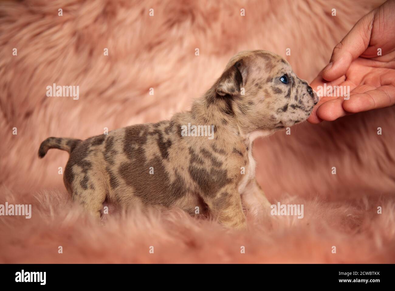 side view adorable young american bully holding head on human hand on ...