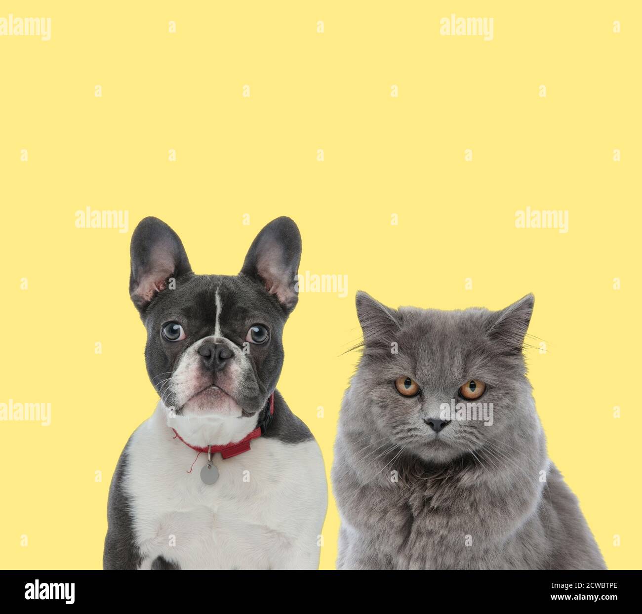 adorable french bulldog dog wearing red collar next to a british ...
